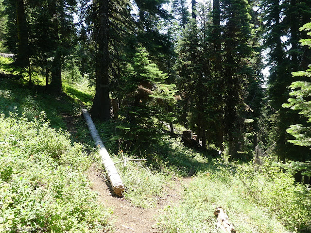 Salmon Mountain: Humboldt County high point