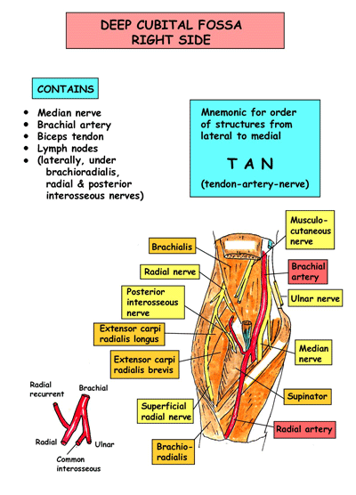 موقع الدكتور أحمد كلحى: صور تشريح Anatomy of the Upper Limb : Cubital ...