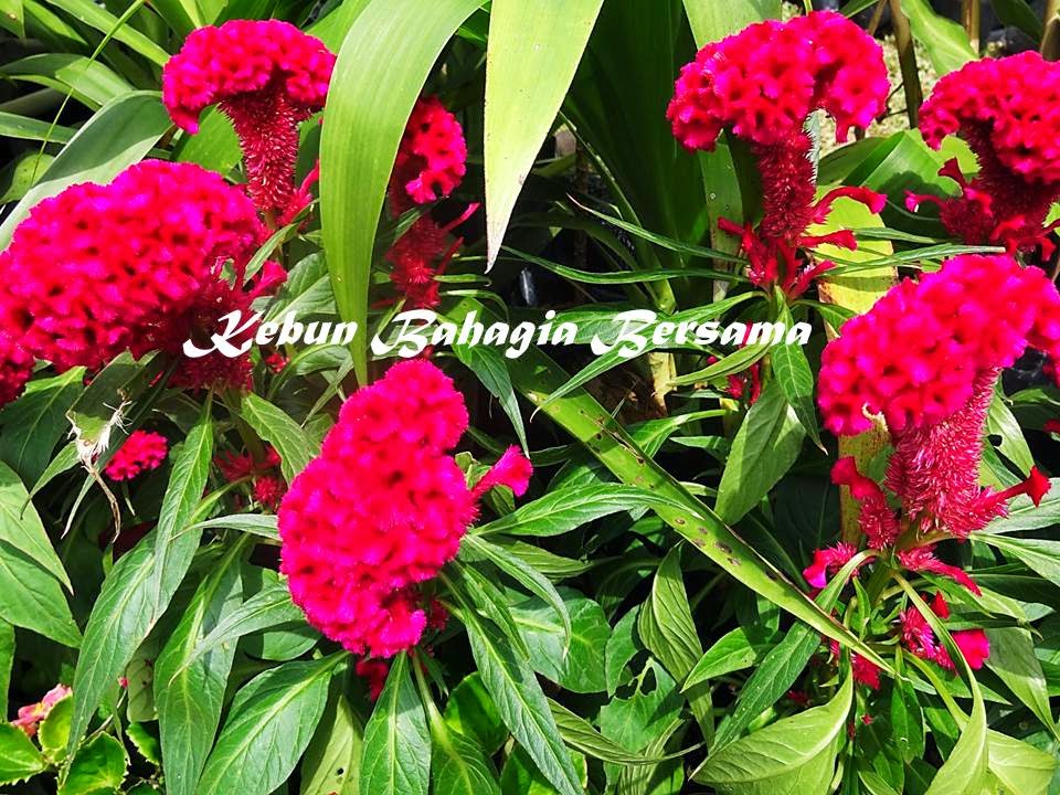 Kebun Bahagia Bersama: Benih Balung Ayam