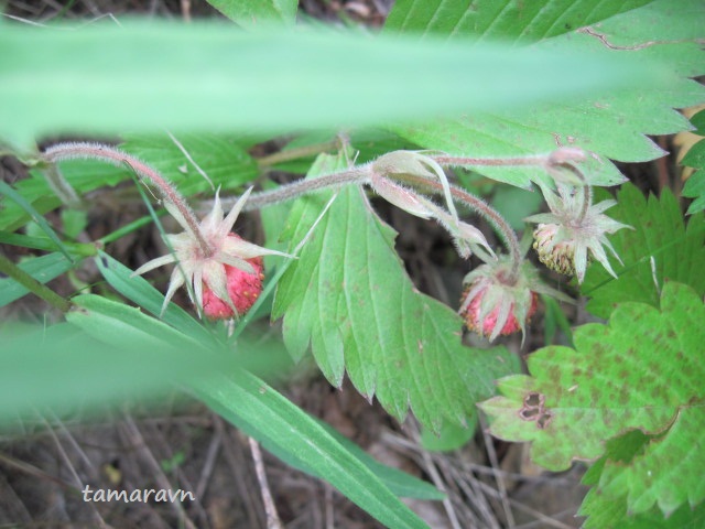 Всё о бегониях и не только...: Земляника восточная (Fragaria orientalis ...