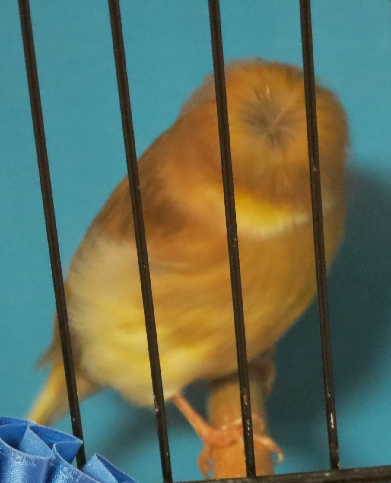 Canary Tales: 2013 Lone Star State Canary Club Show Winners - Type Canaries