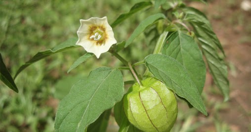 Ciri-ciri, Klasifikasi, dan Manfaat Ceplukan (Physalis angulata ...