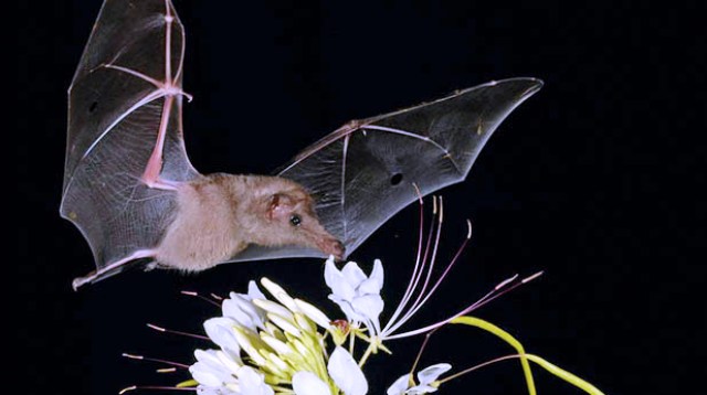 Juntando sámaras: Polinización