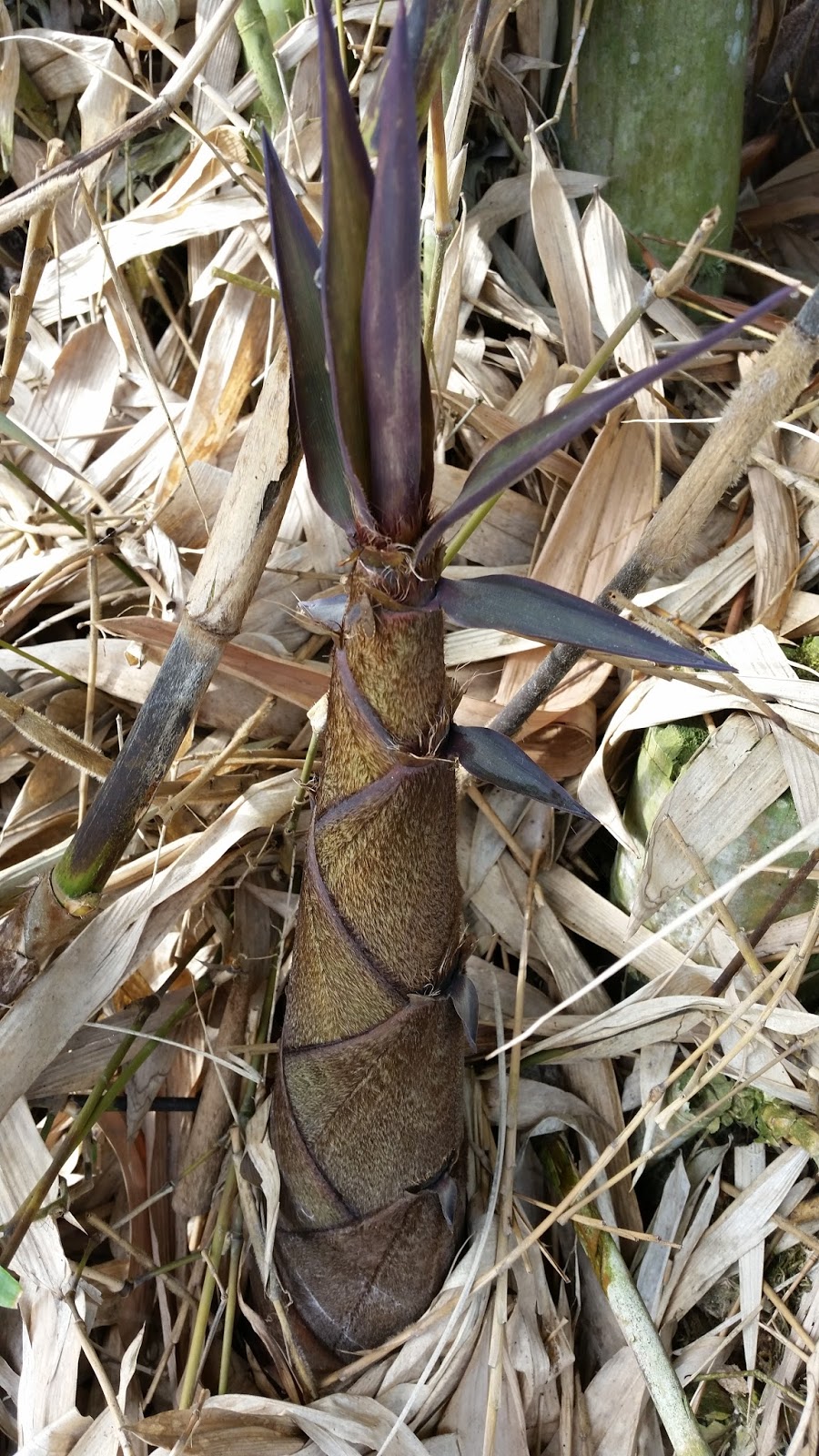 Warisan Petani: Pokok Buluh 1 : Buluh Betung.