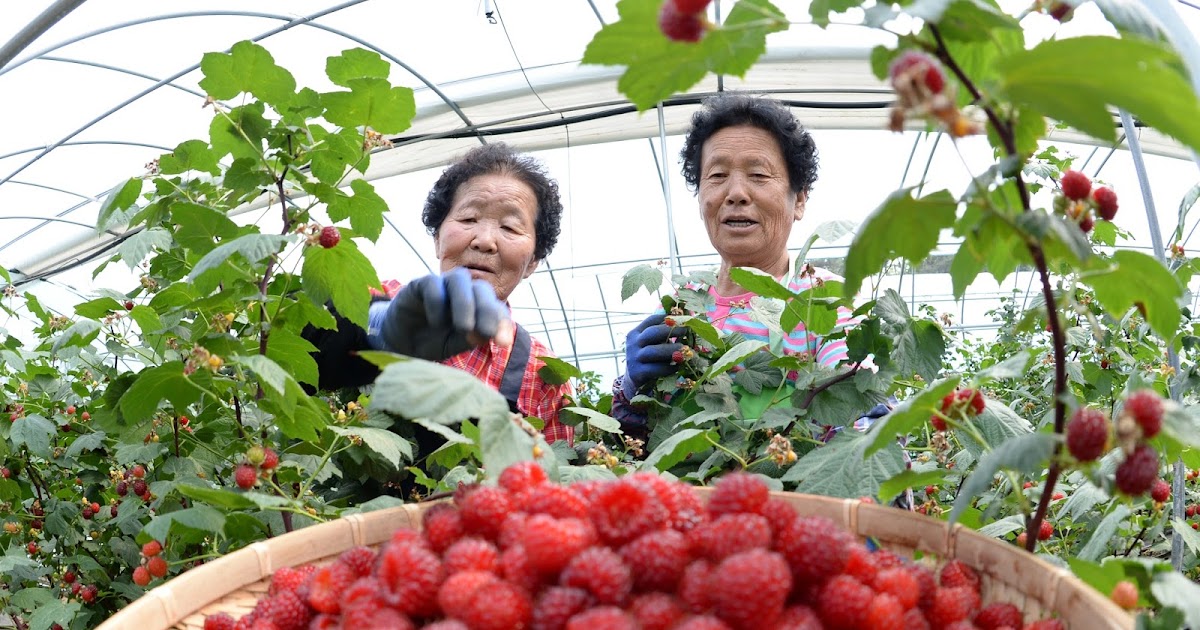 country life in S.Korea.: Raspberry