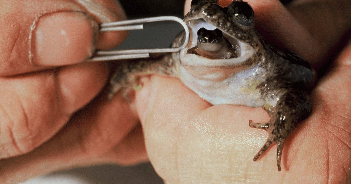 Katak Pelik “Gastric-brooding Frog” |MyRokan