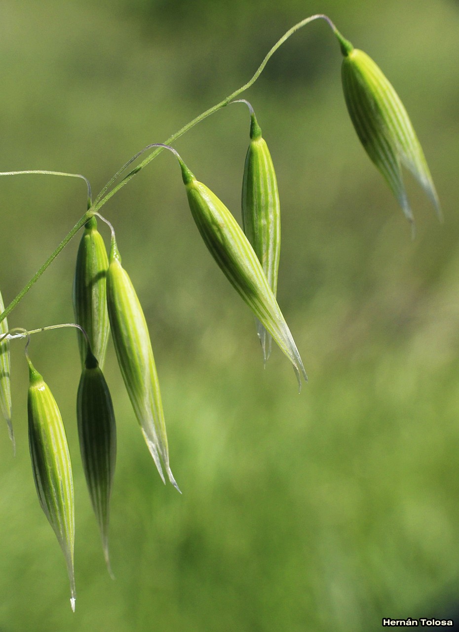 Flora Bonaerense: Avena (Avena sativa)