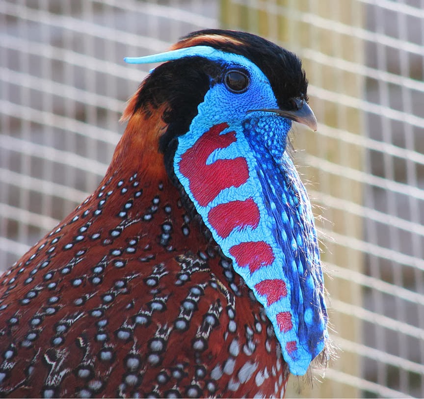 Temminck's Tragopan - Pets
