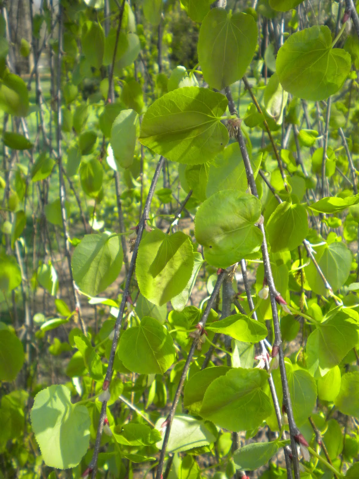 The Trees of Swarthmore's Campus: Katsua Tree, Cercidiphyllum japonicum
