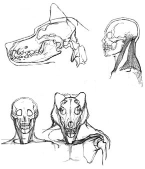 Master Project: Werewolf Anatomy
