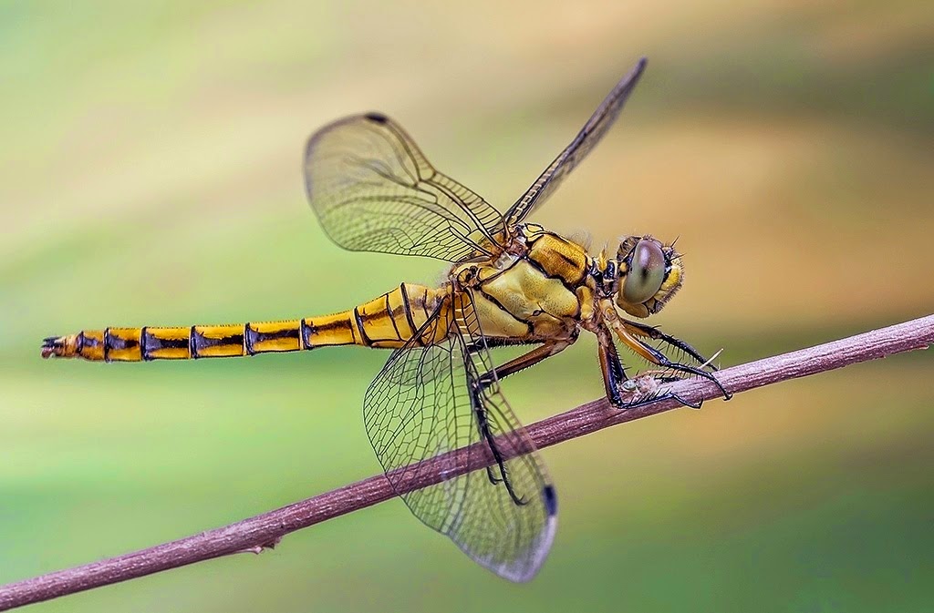 MUJER COMO TU: LAS LIBELULAS Y EL ENIGMA DE SU BELLEZA