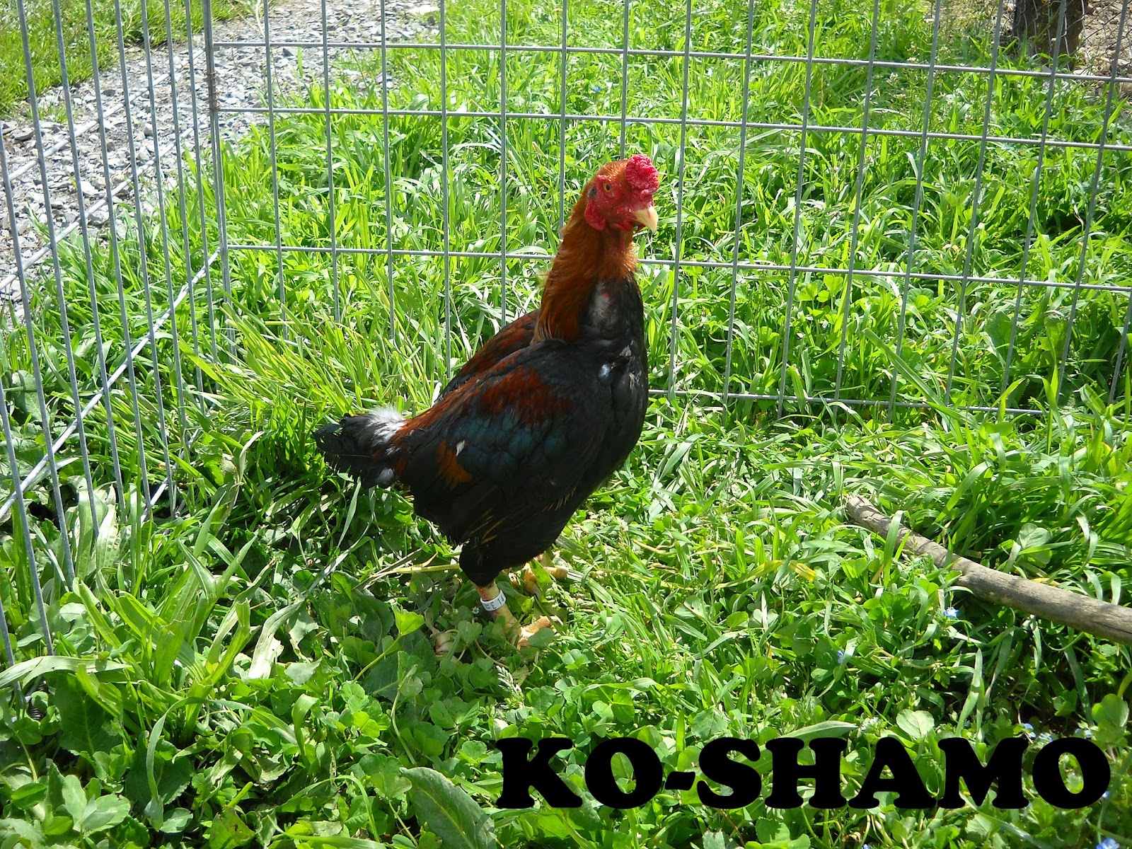 Aves Bierzo: Ko-Shamo