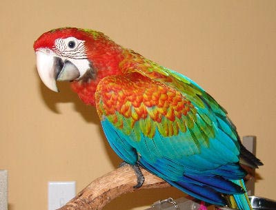 Ovaltes: Macaw Parrot Most Popular Catalina Macaw
