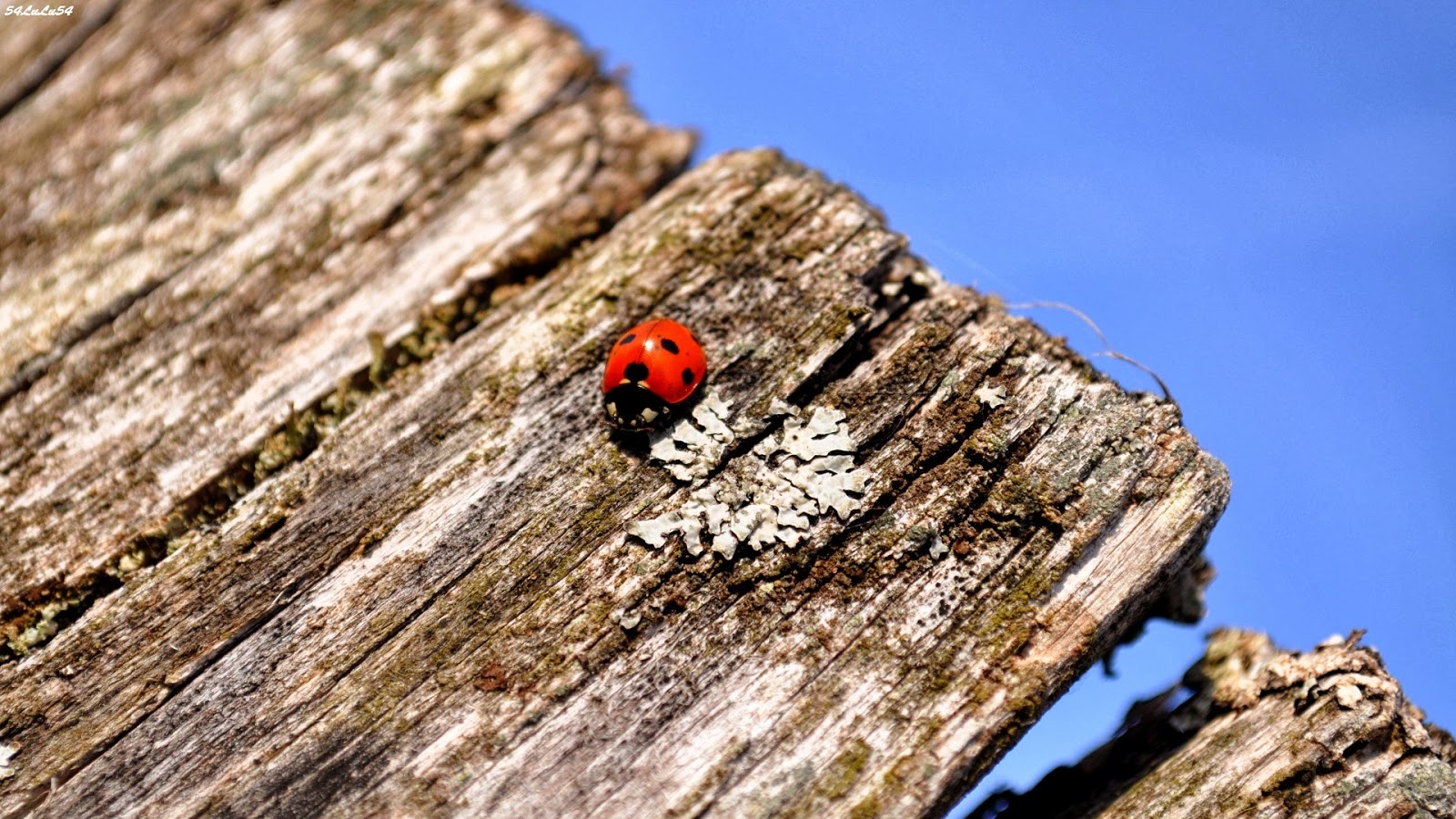 Insectos wallpapers HD