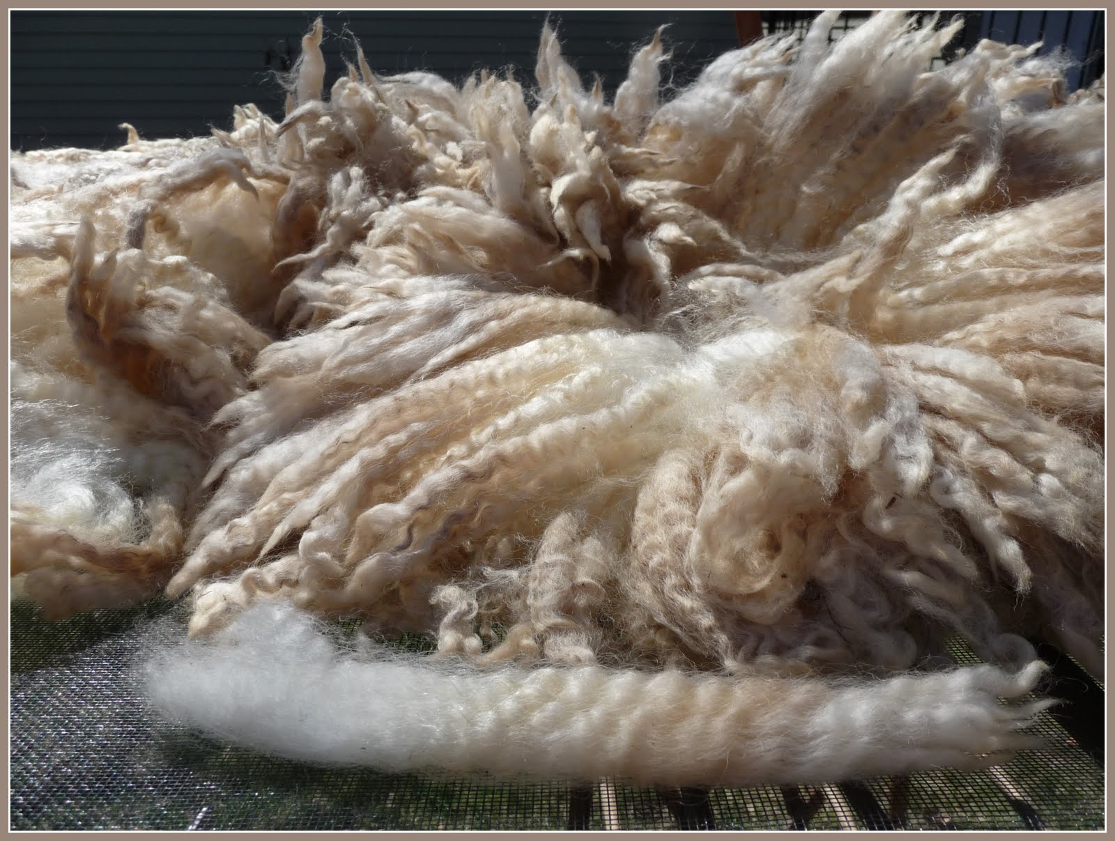 Curly Bird Express: Fleece Sorting And Scouring Season Has Begun!