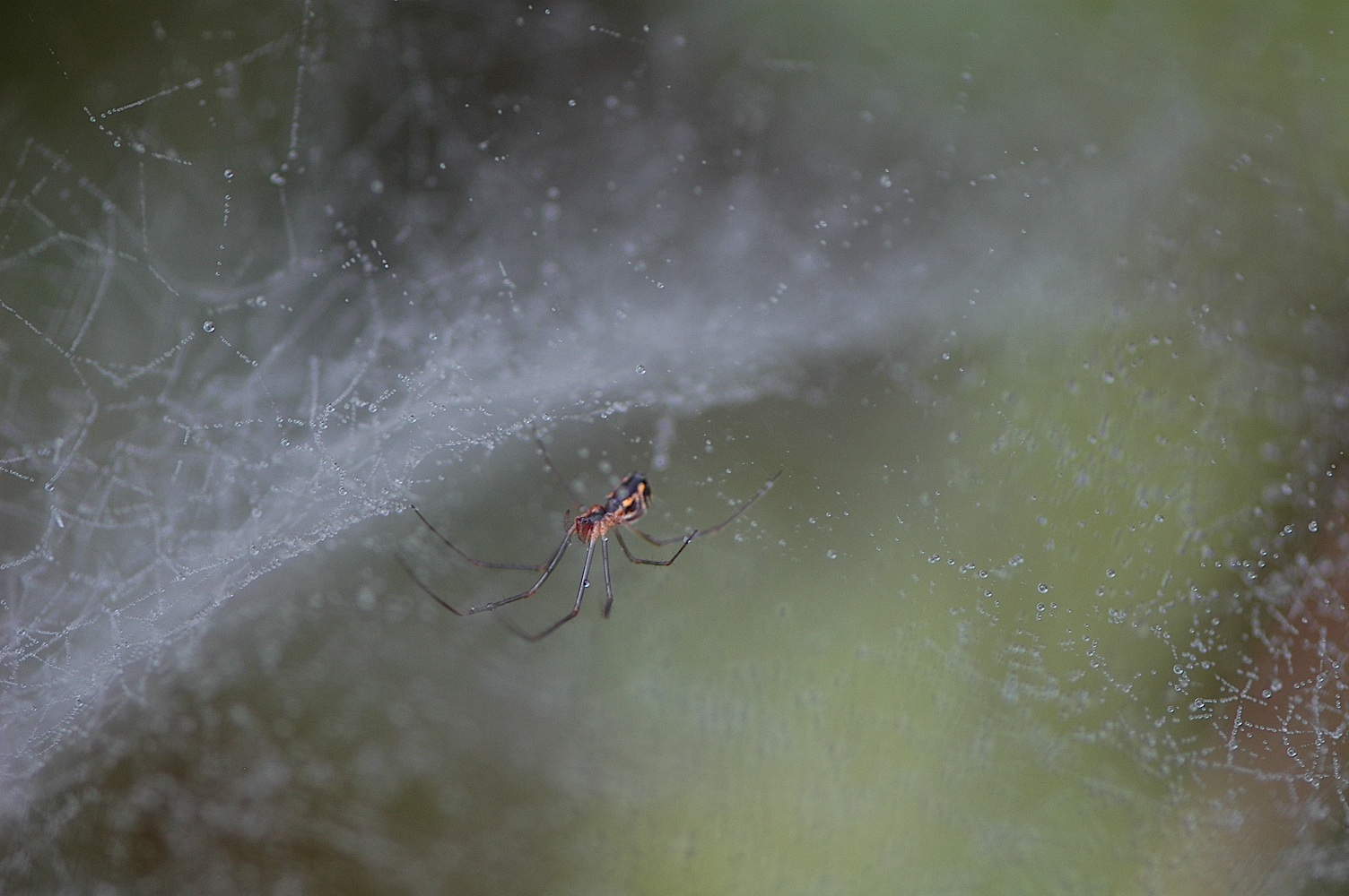Field Biology in Southeastern Ohio: Ohio Spiders