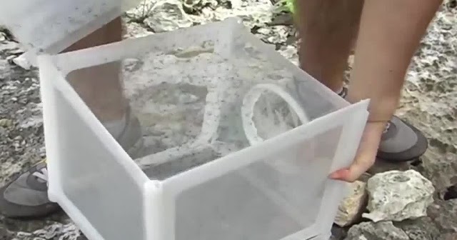 Story: Mosquitoes In a Box - Learn Something New