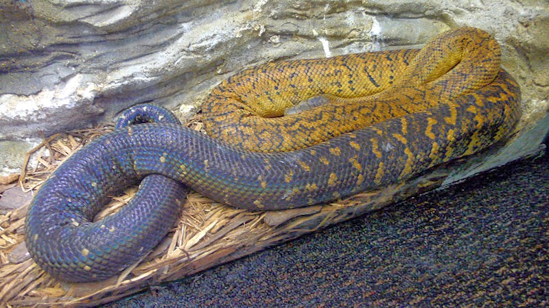 Zoo Volunteer: Bristol snakes 4: Cuban Boa