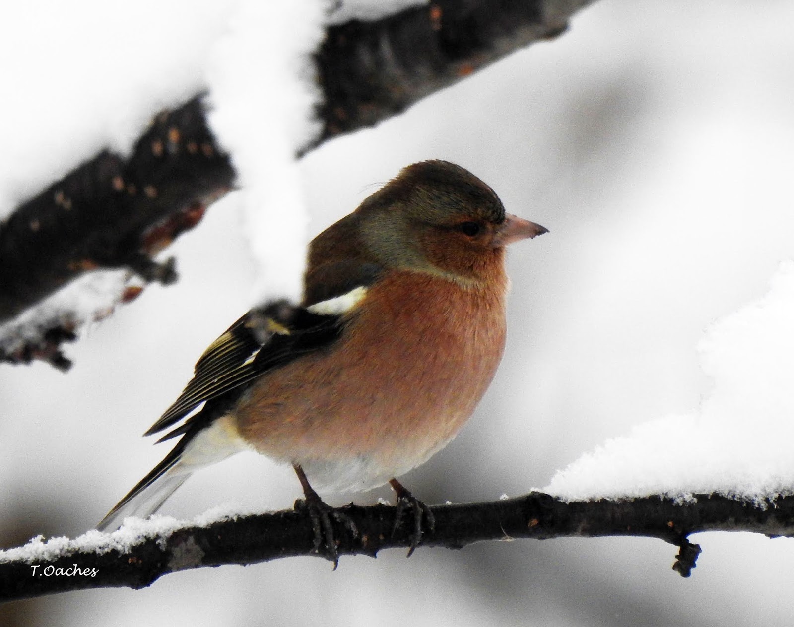 PASARI DIN ROMANIA: CINTEZA, Fringilla coelebs