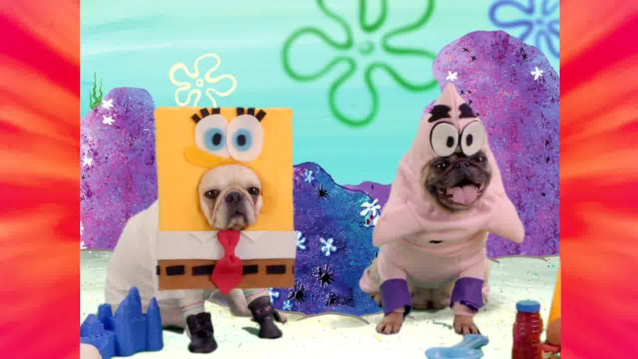 NickALive!: SpongePug and PugTrick | SpongeBob SquarePants | Nickelodeon