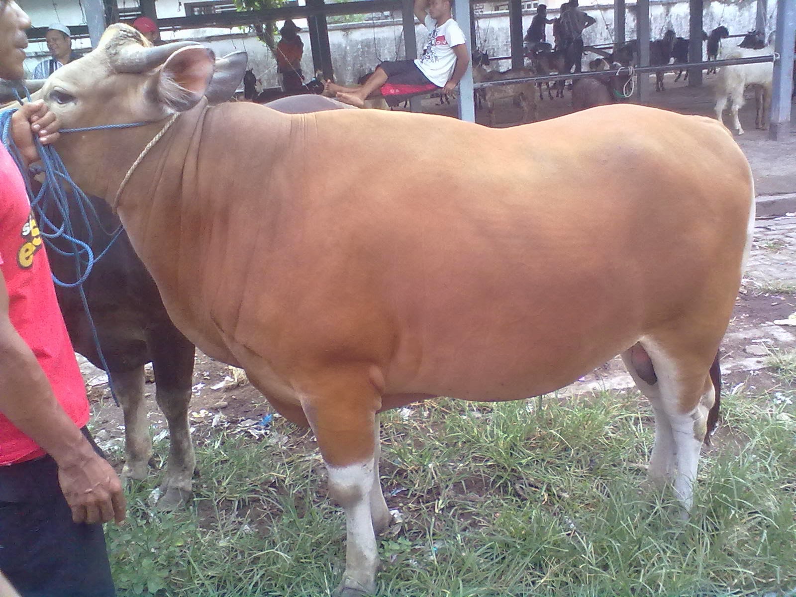 Foto Gambar Sapi Bali