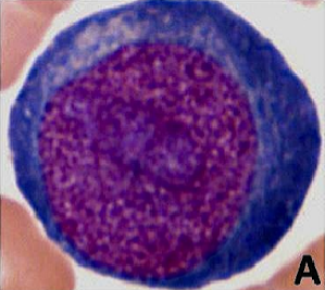 FICHERO DE HEMATOLOGÍA: Morfología normal de los elementos celulares ...