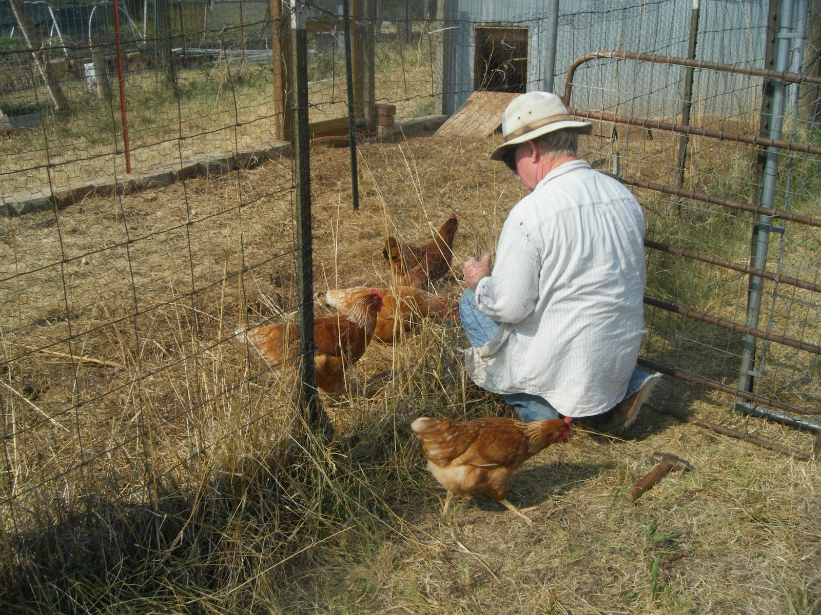 Windy Acres Diary: Chicken Helpers