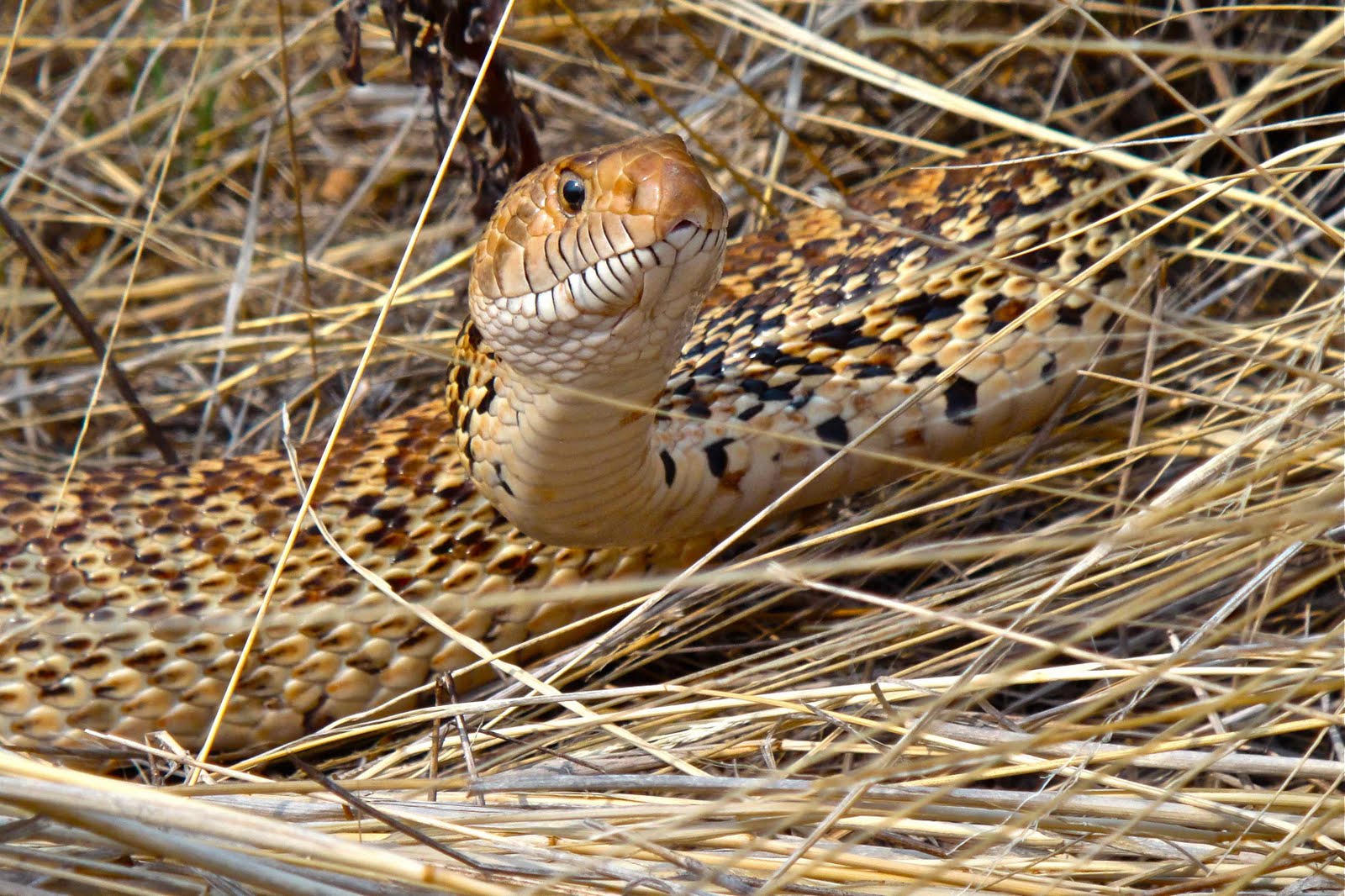 Poetry Of Spirit And Light: Colubrid Encounter