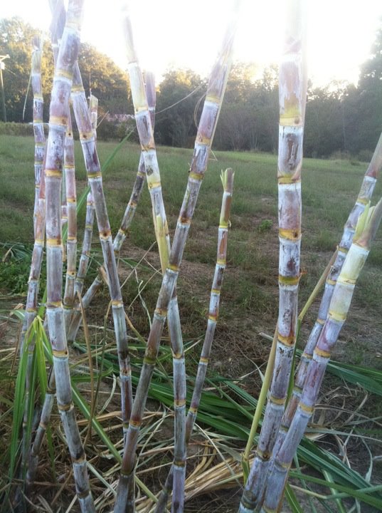 Sugar Cane on The Farm: Varieties of Cane We Grow