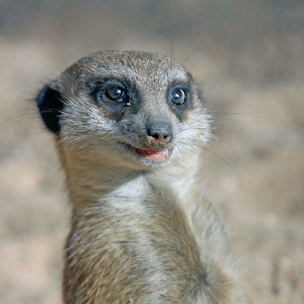 Suricata, o suricato. - Taringa!