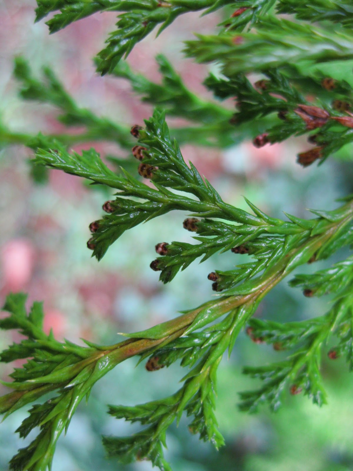 Flora and Fauna of Discovery Park: Site 1: Trees