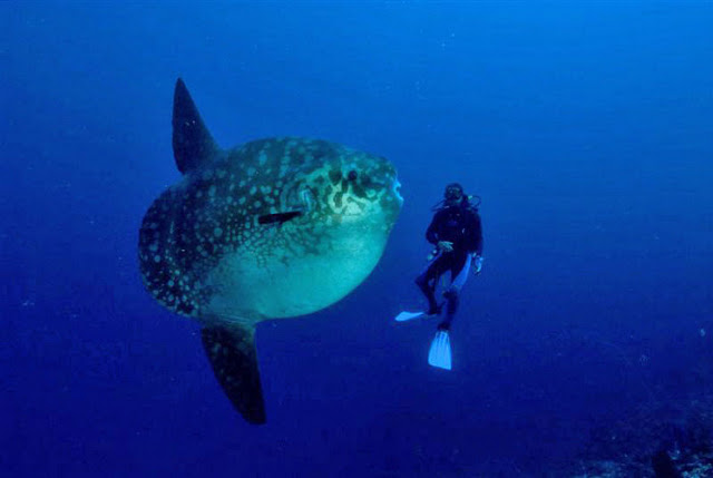Life of Ocean Sunfish | Life of Sea