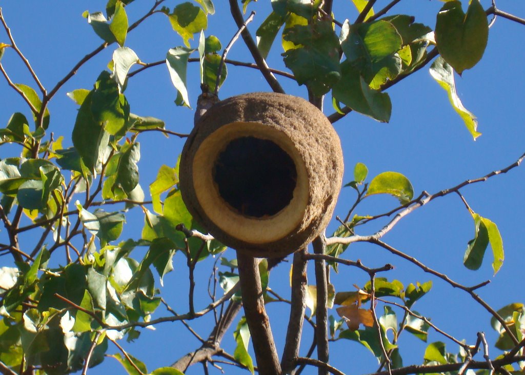 SapucaiaNet: A sapucaia (Lecythis pisonis Camb.)