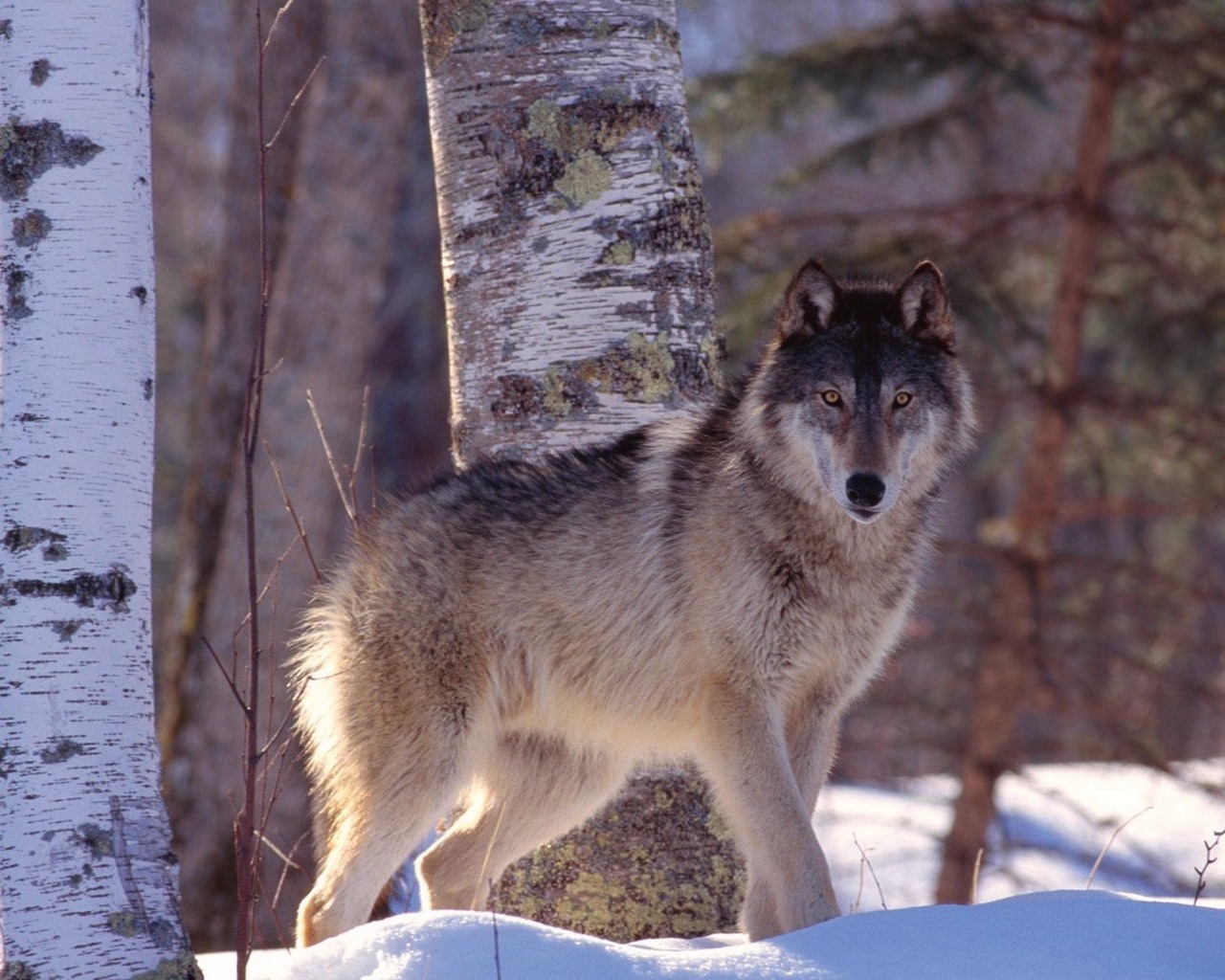 Hermosas fotos de Animales en la selva HD | IMAGENES, FRASES, POEMAS ...
