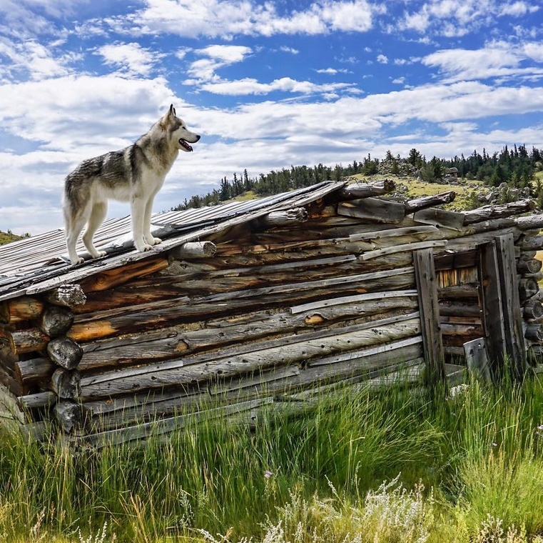 White Wolf : Meet Loki The Wolf Dog That Loves Being Wild And Free