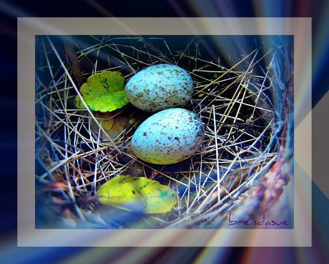 Bird In Everything Cardinal Bird Eggs bird-in-everything-cardinal-bird-eggs
