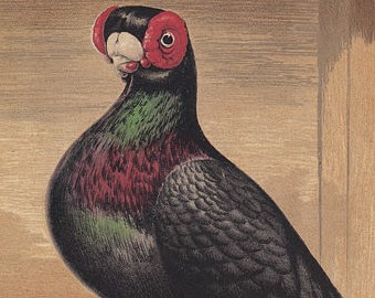 The Racing Pigeon HD wallpaper: Barb pigeon wallpaper