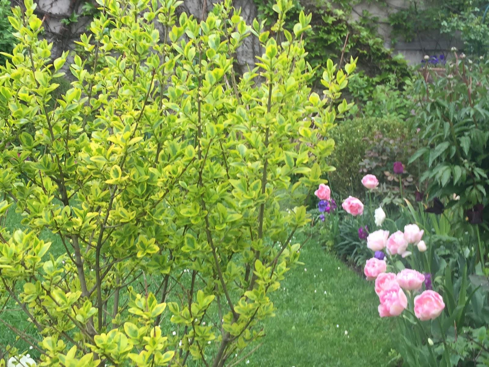 Time in the garden: End of the Month View - April 2017