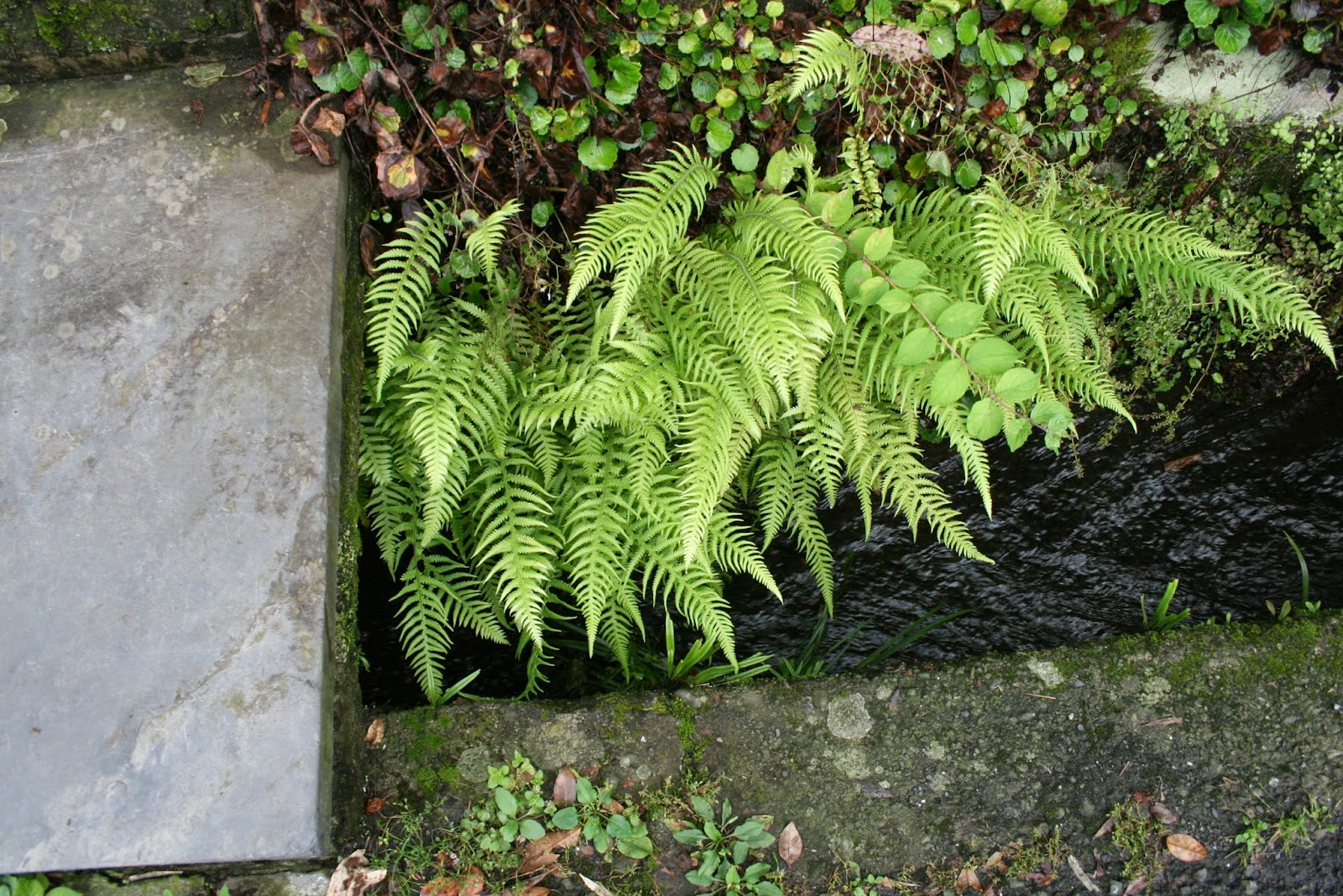 Les fougères, des plantes primitives