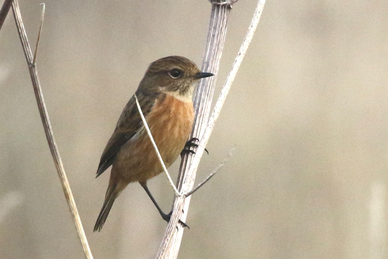 Birding with Flowers: Yawning at More Hen Harriers!