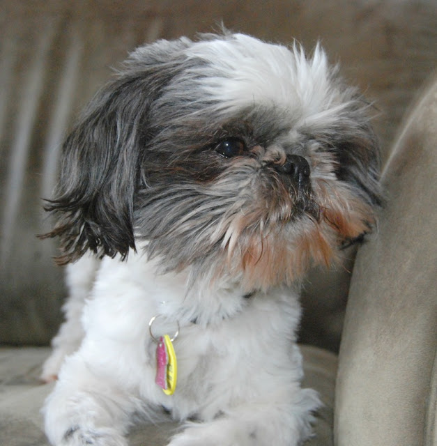 Marblemount Homestead: Never in a million years did I think we would ...