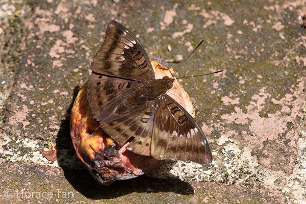 Butterflies of Singapore: Jul 15, 2017