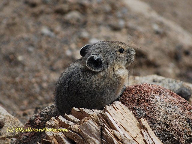 B N Sullivan Photography: American Pika (Ochotona princeps)