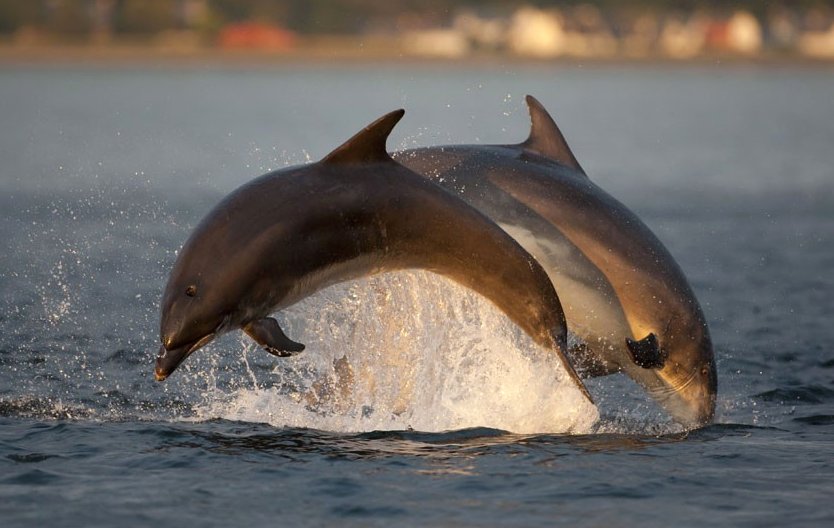 Garrique Cottage, Stirling: Scottish Bottlenose Dolphins in Moray Firth
