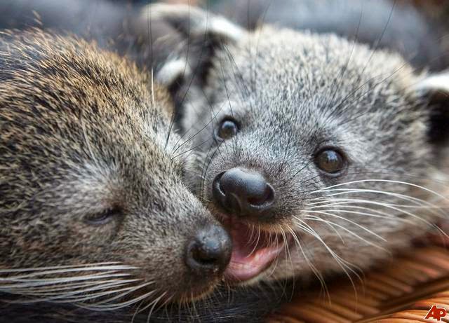 myrna ..: Binturong ...