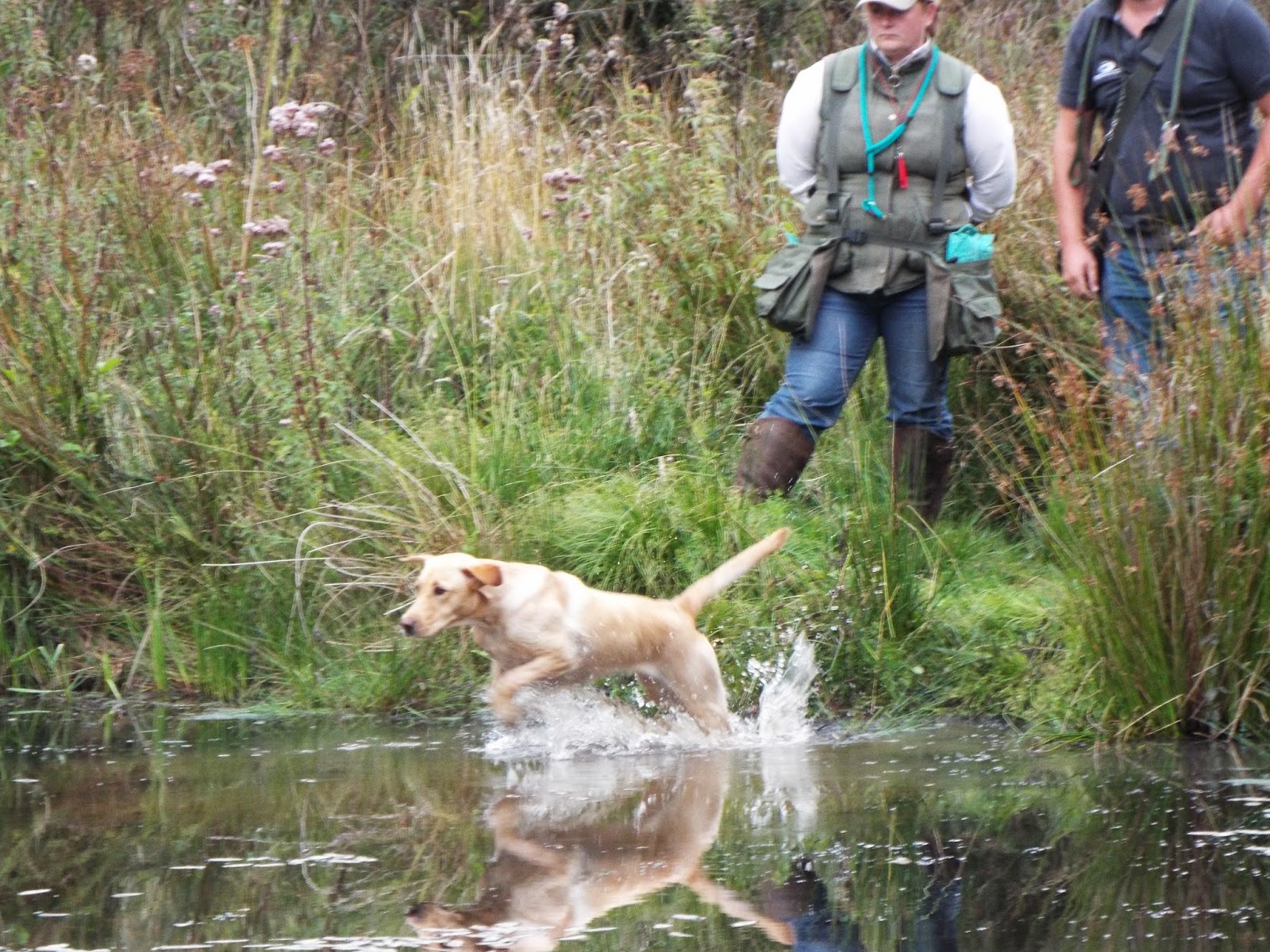 Biddable Bardsley: Bloxworth Summer Gun Dog Water Training 2014