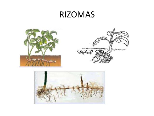 Biología y geología 1° : REPRODUCCIÓN ASEXUAL EN LAS PLANTAS