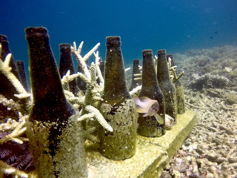 TRACC Borneo Volunteers: Artificial Reef Part 3 -- Bottle Reef Survey's ...