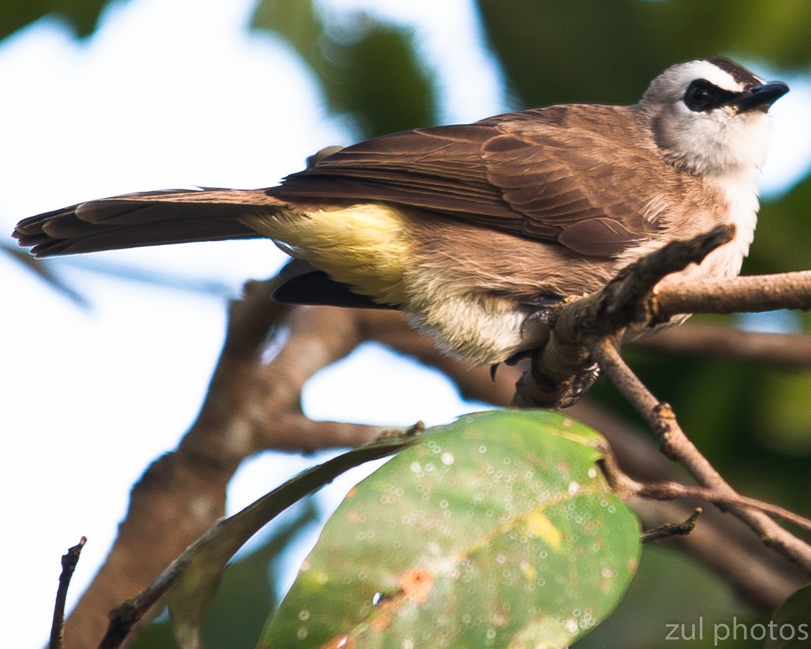 Zul Ya - Birds of Peninsular Malaysia: Yellow Vented Bulbul