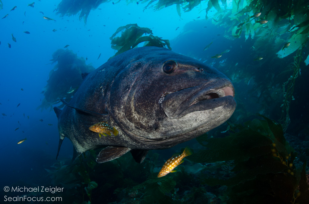Michael Zeigler | Sea In Focus Blog: Awesome Algae